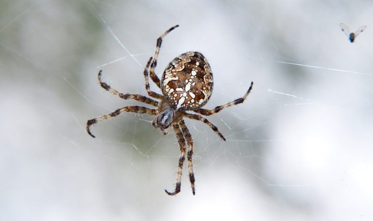 Why Are There Spiders In My Car? (7 Reasons Why)